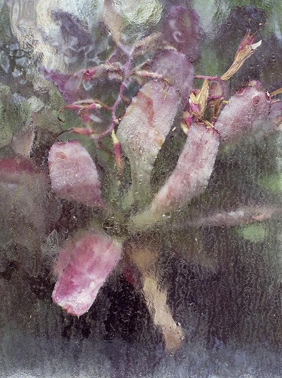 Gewächshaus Farbe : Martin Bilinovac